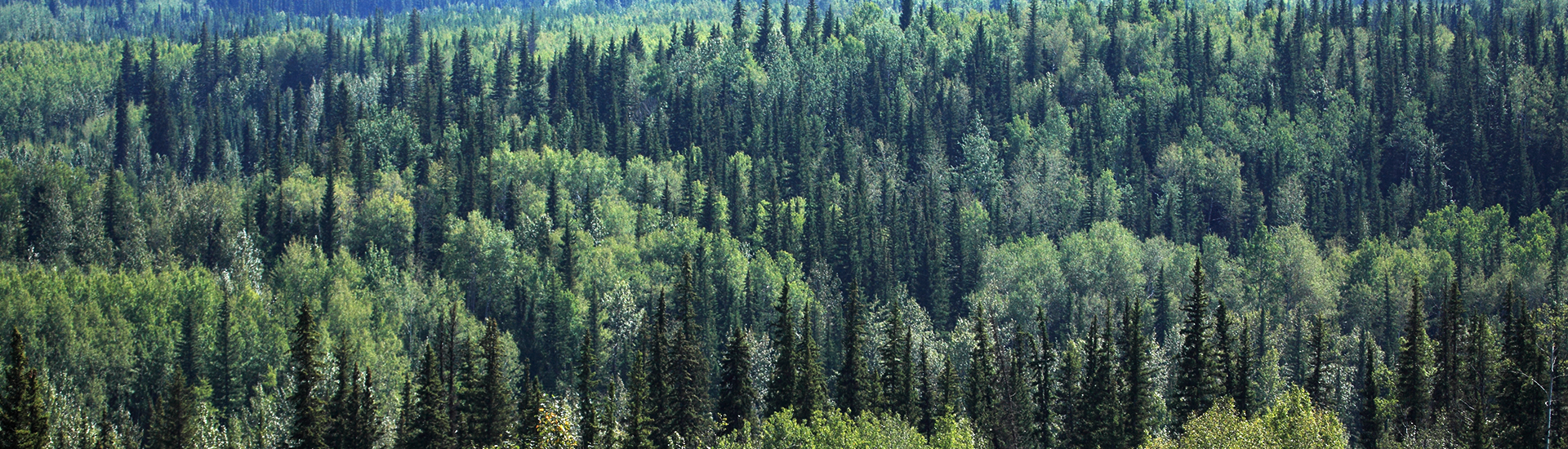 Forests in Canada | Weyerhaeuser